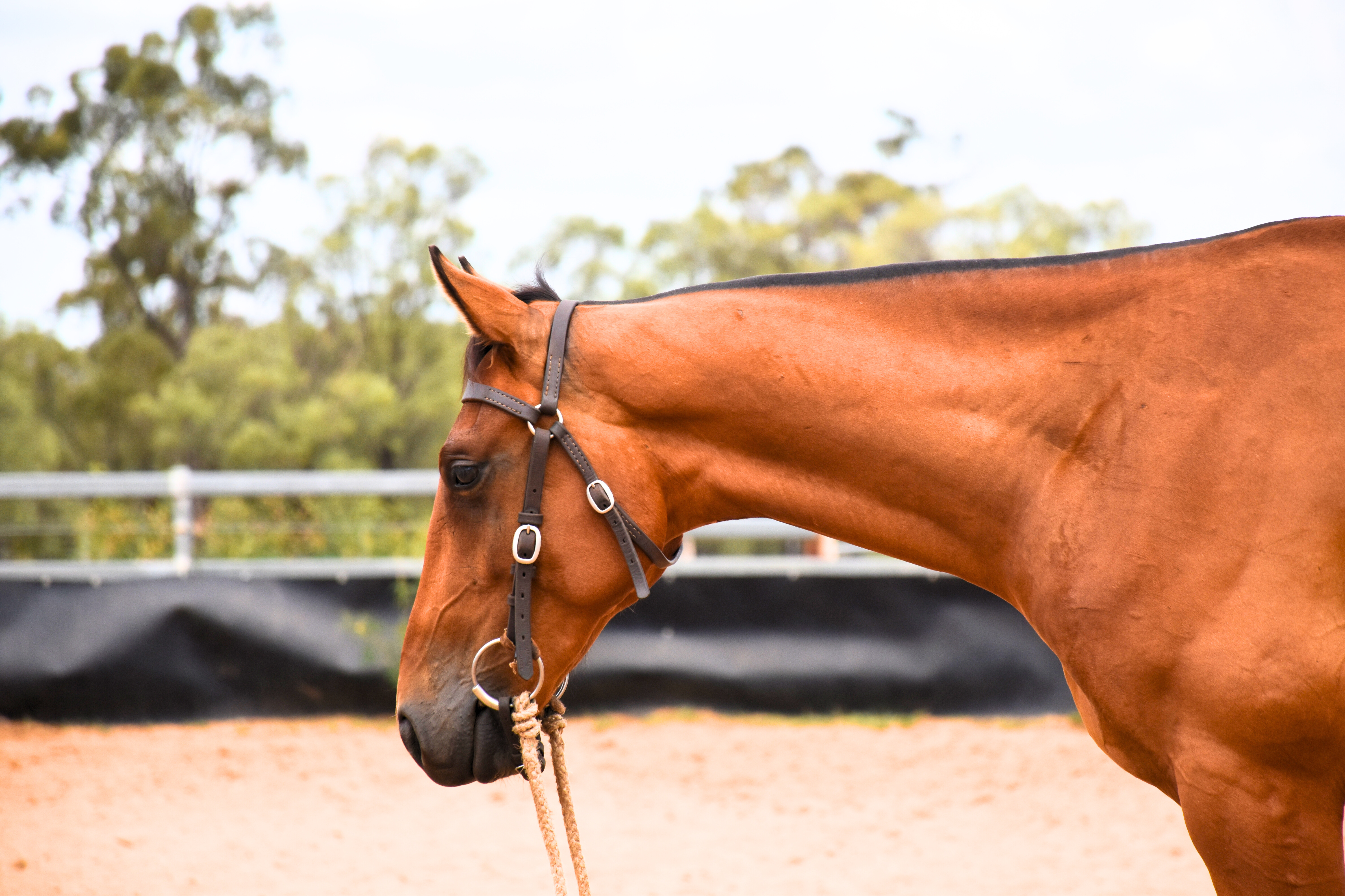 Nutrien Live - Catalogue Lot