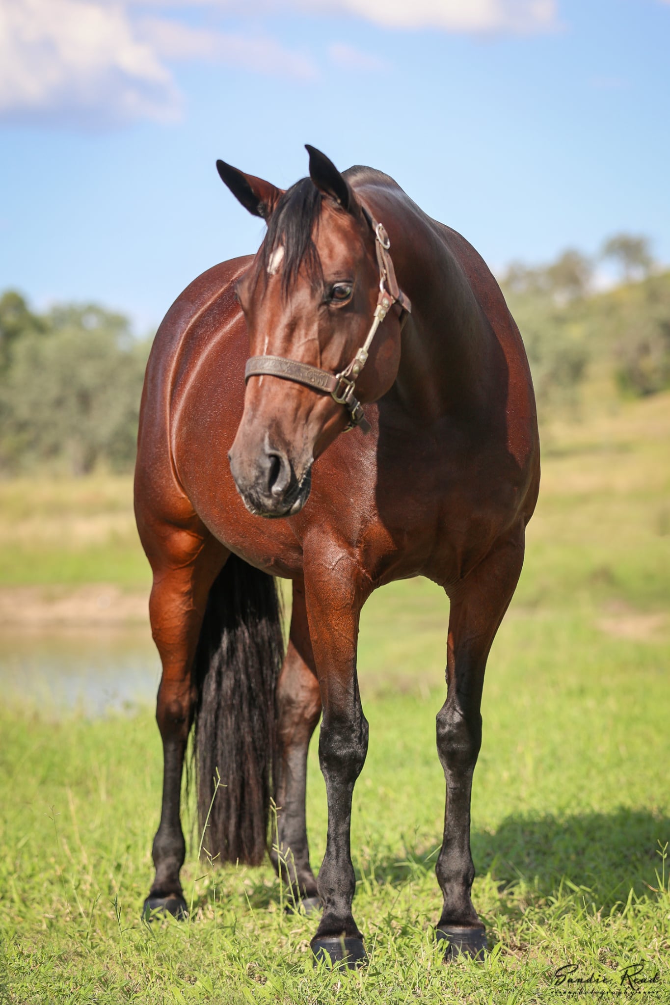 Nutrien Live - Catalogue Lot