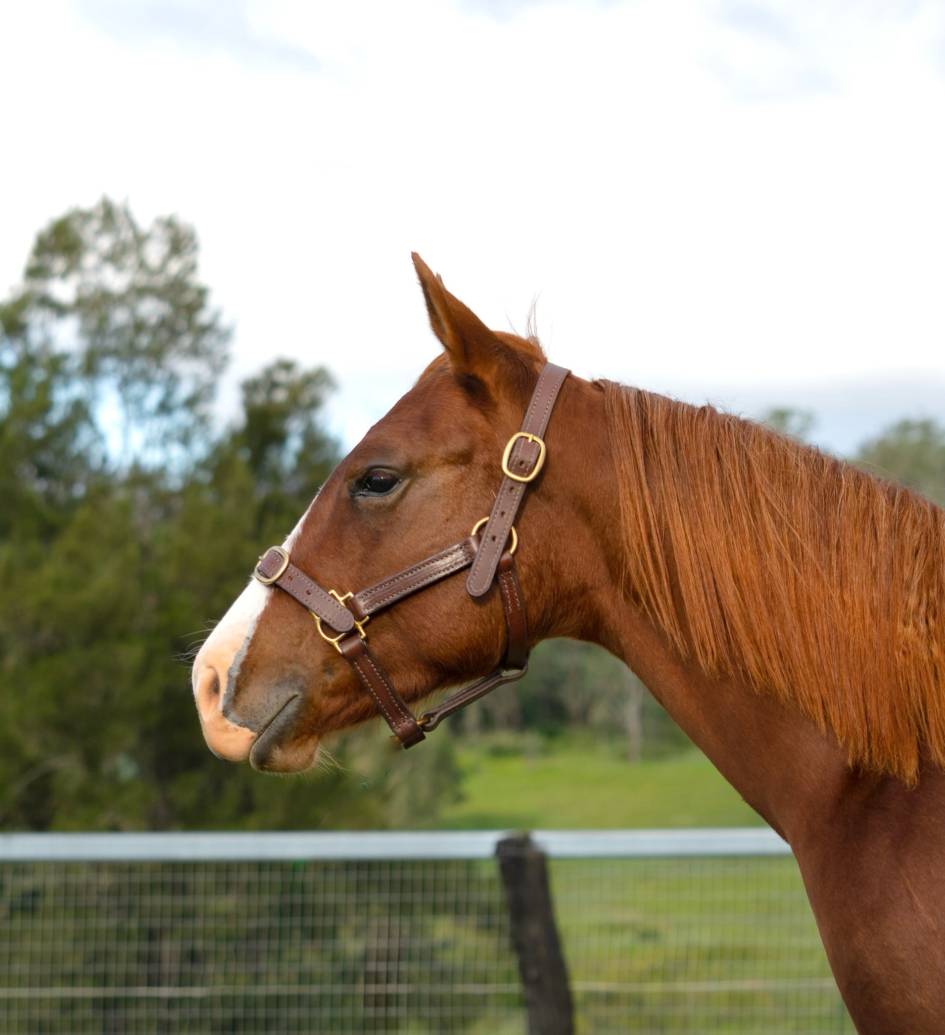 Nutrien Live - Catalogue Lot