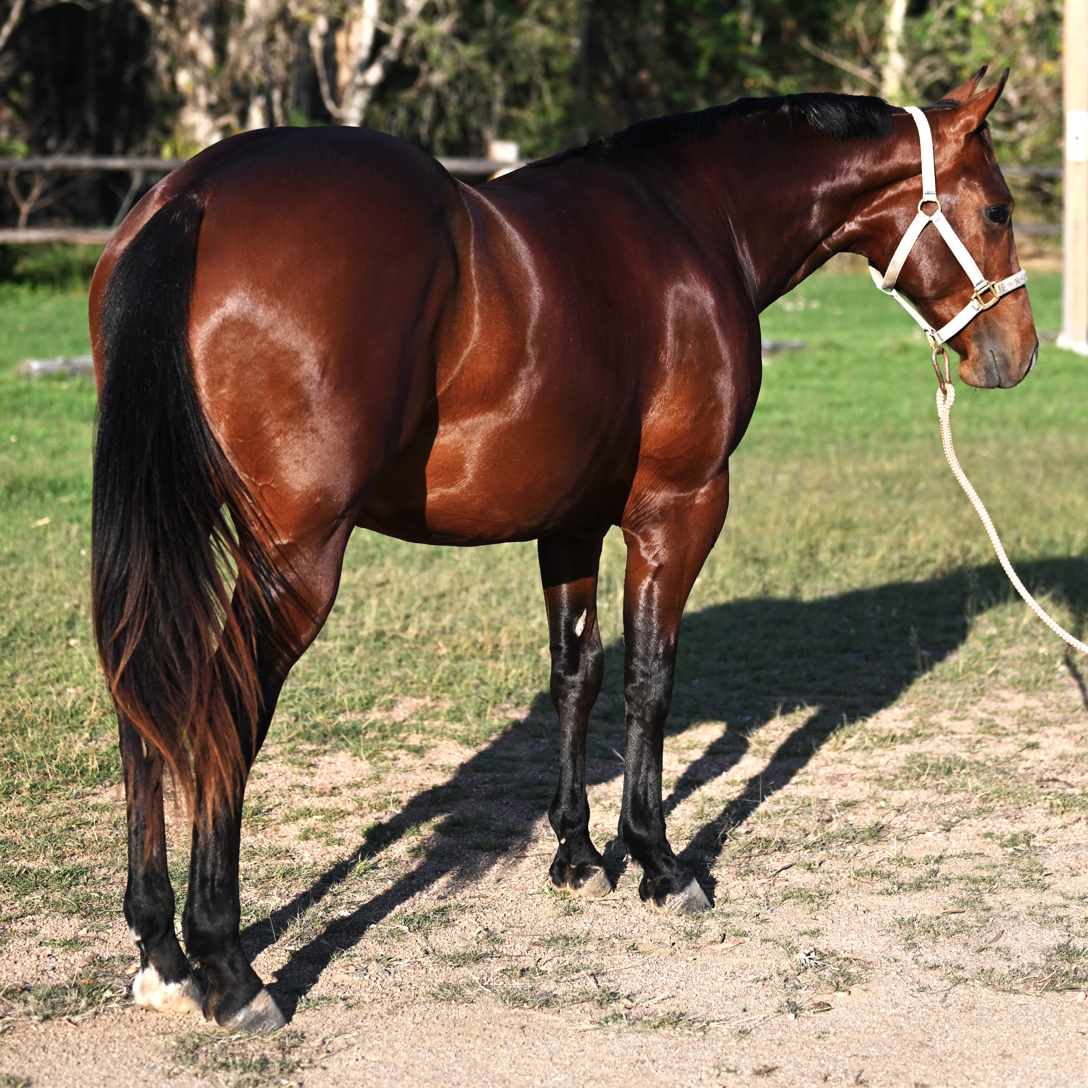 Nutrien Live - Catalogue Lot