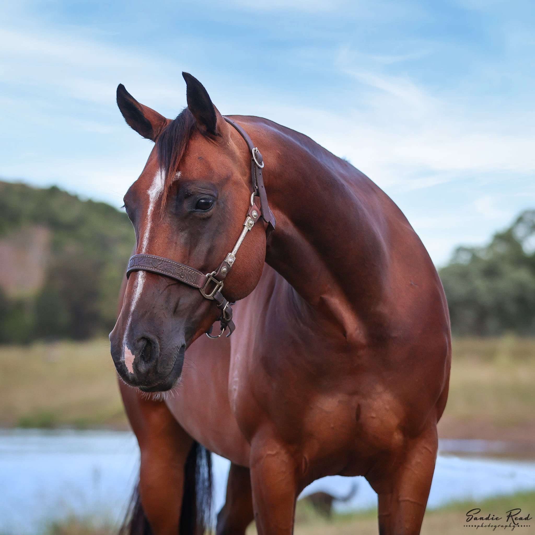 Nutrien Live - Catalogue Lot