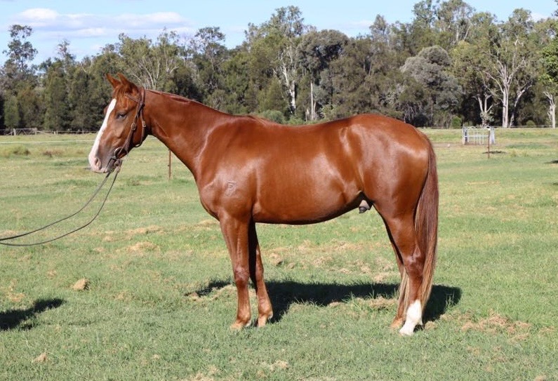 Nutrien Live - Catalogue Lot