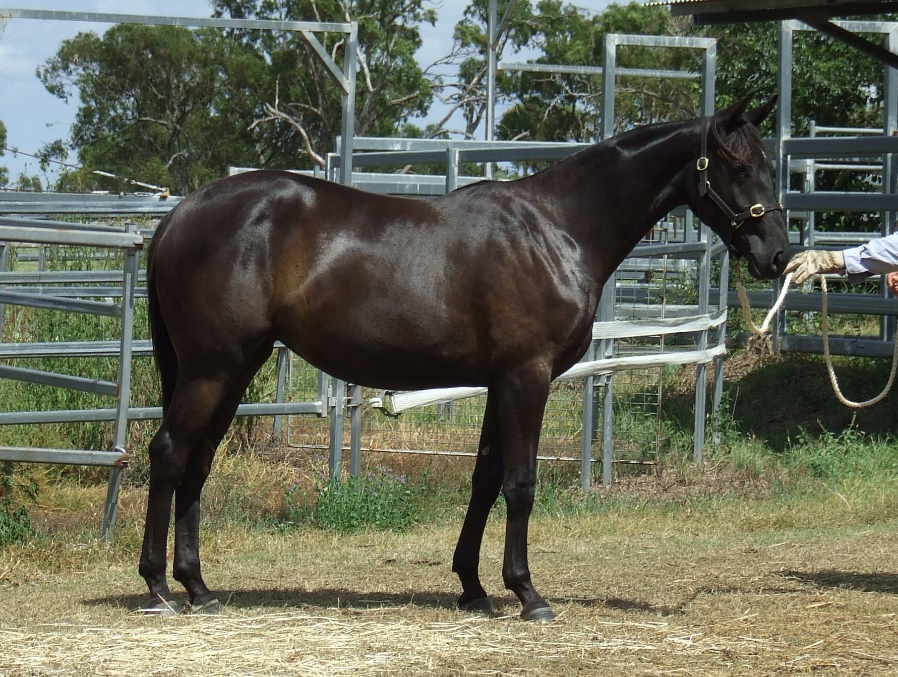 Nutrien Live - Catalogue Lot