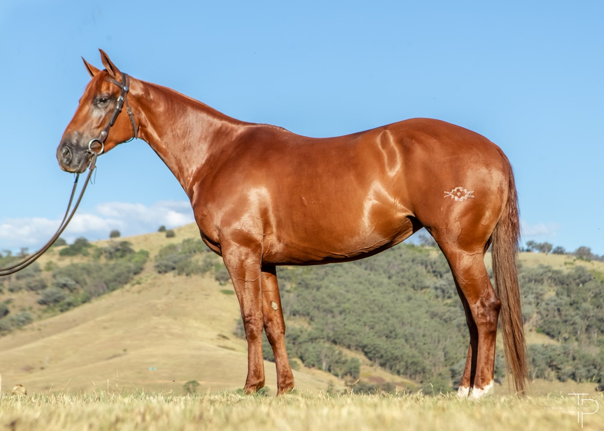 Nutrien Live - Catalogue Lot