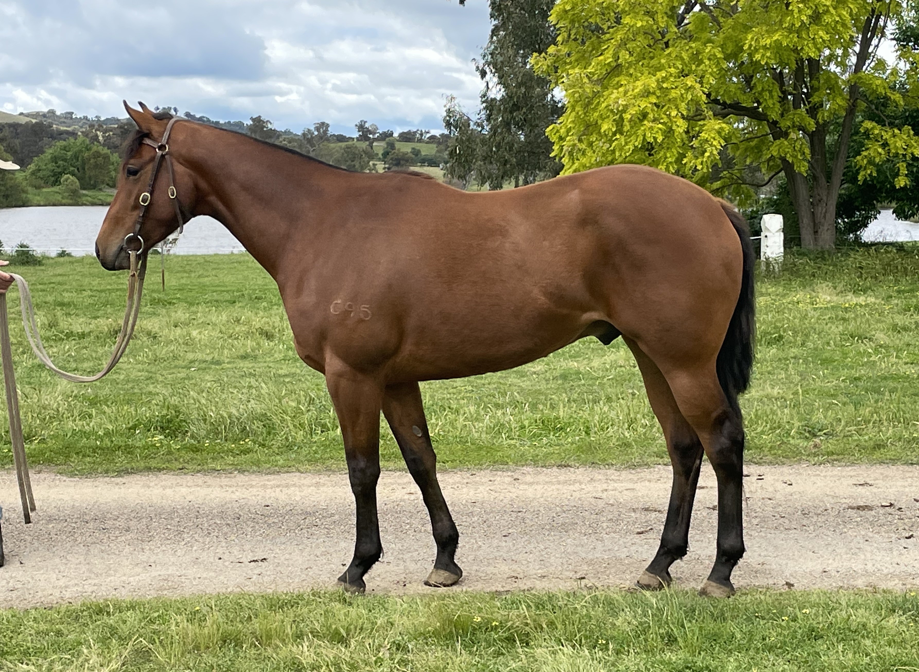 Nutrien Live - Catalogue Lot