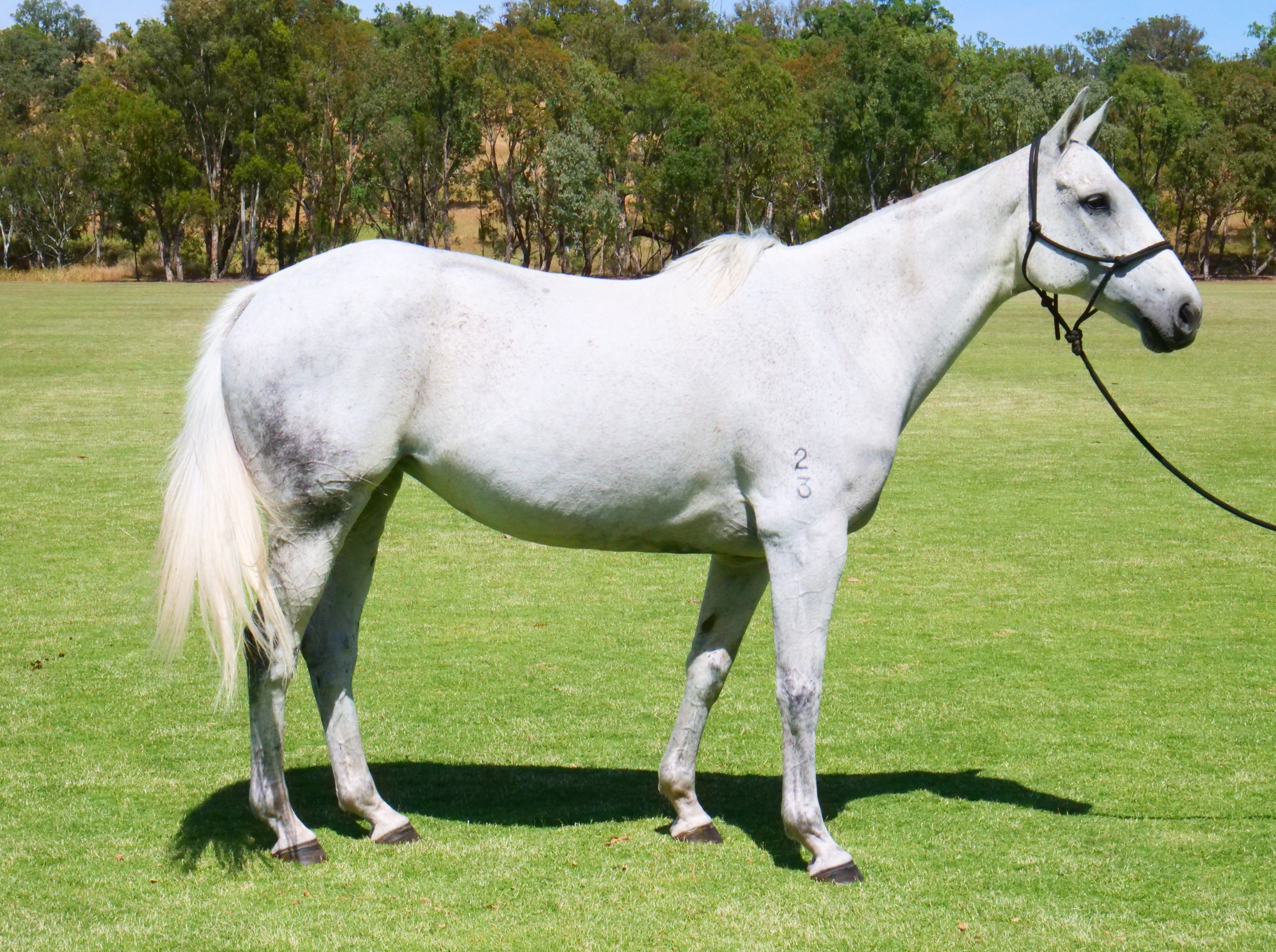 Nutrien Live - Catalogue Lot