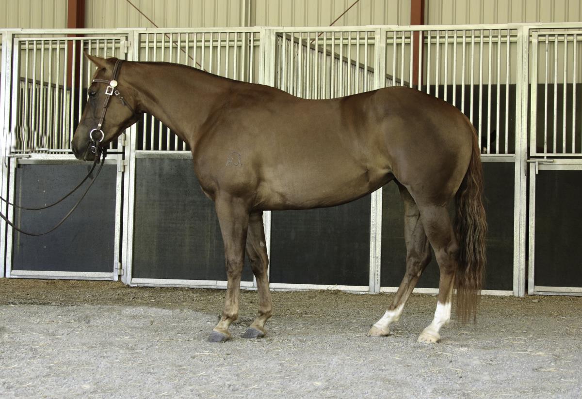 Nutrien Live - Catalogue Lot