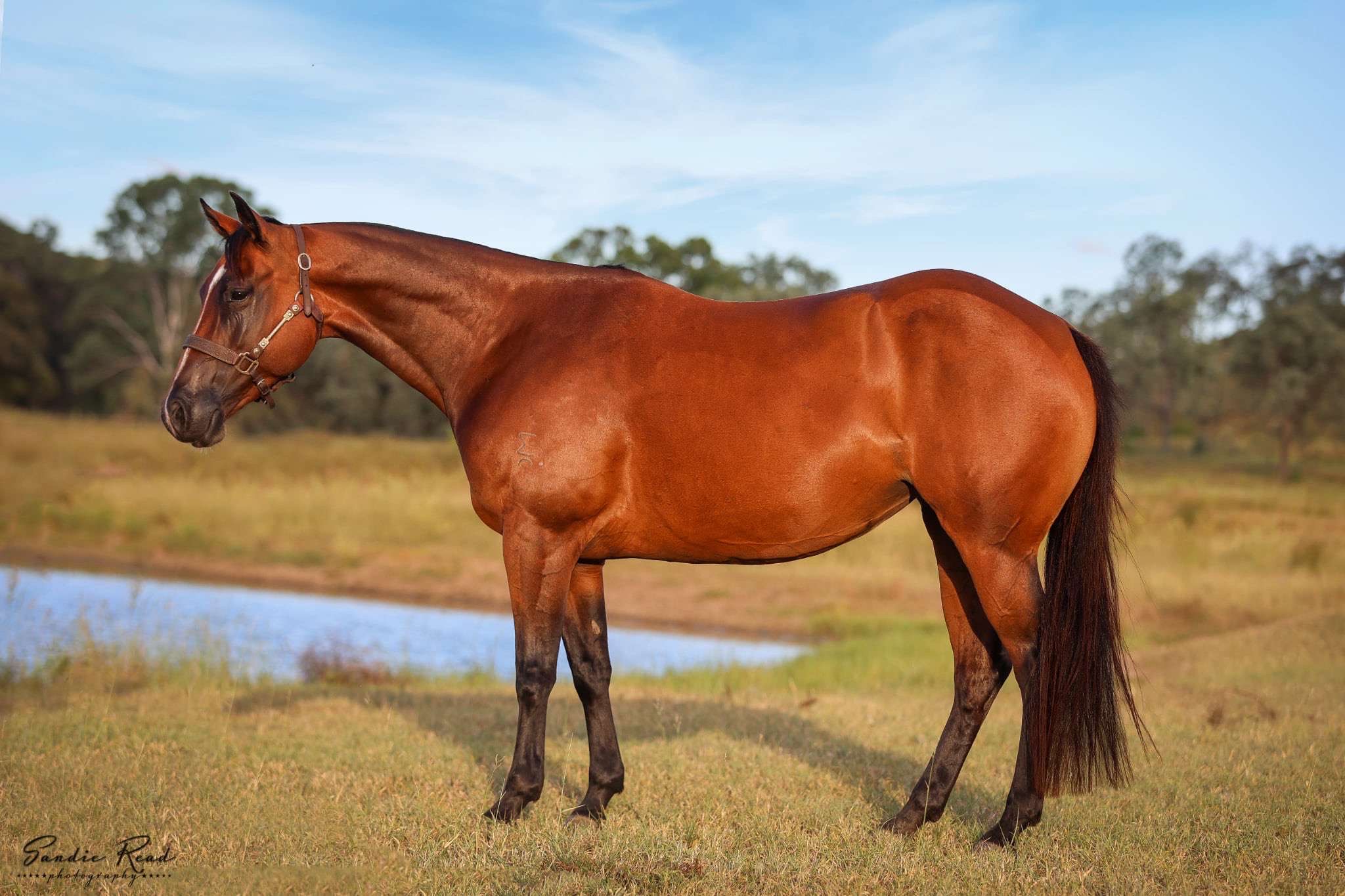 Nutrien Live - Catalogue Lot