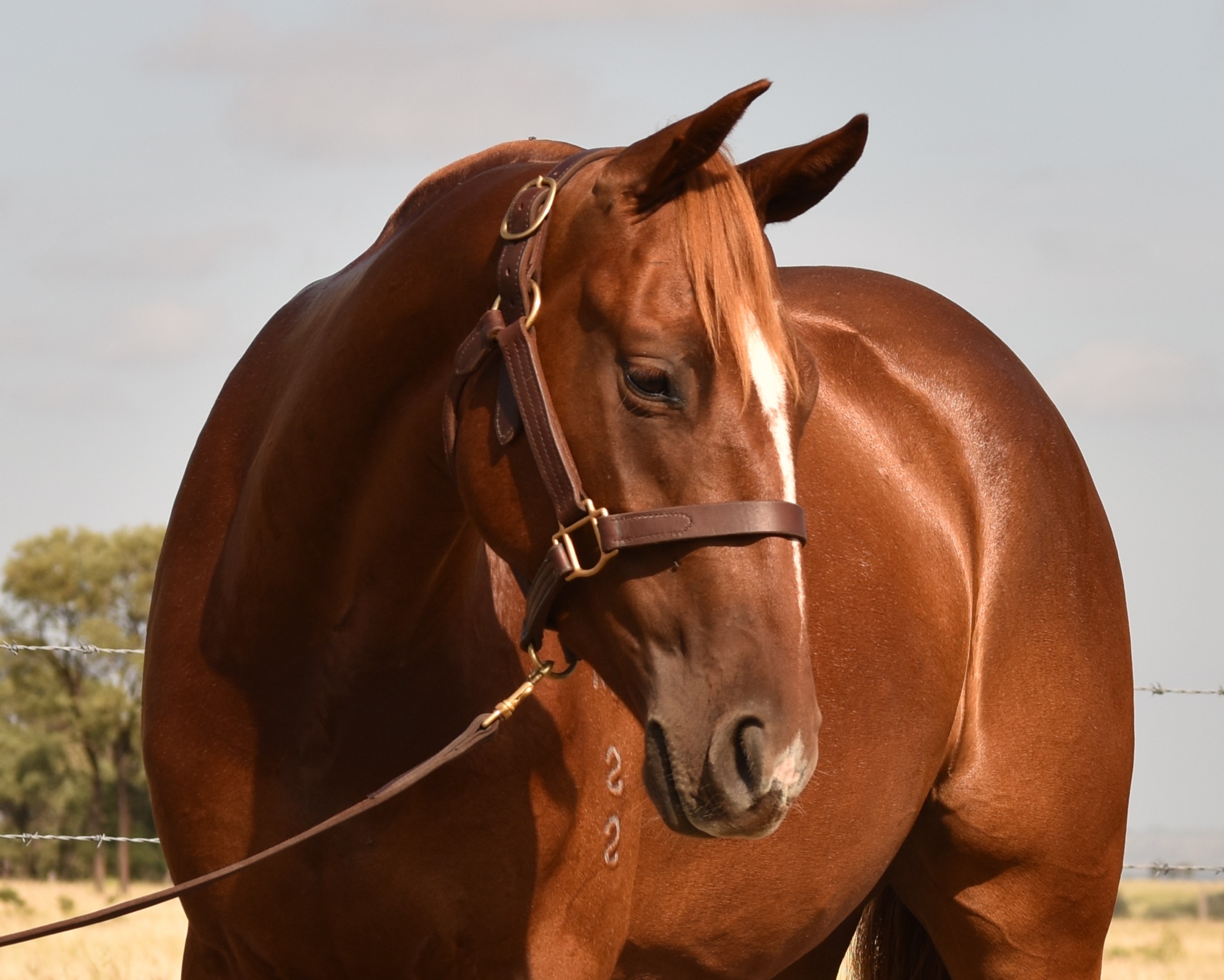 Nutrien Live - Catalogue Lot