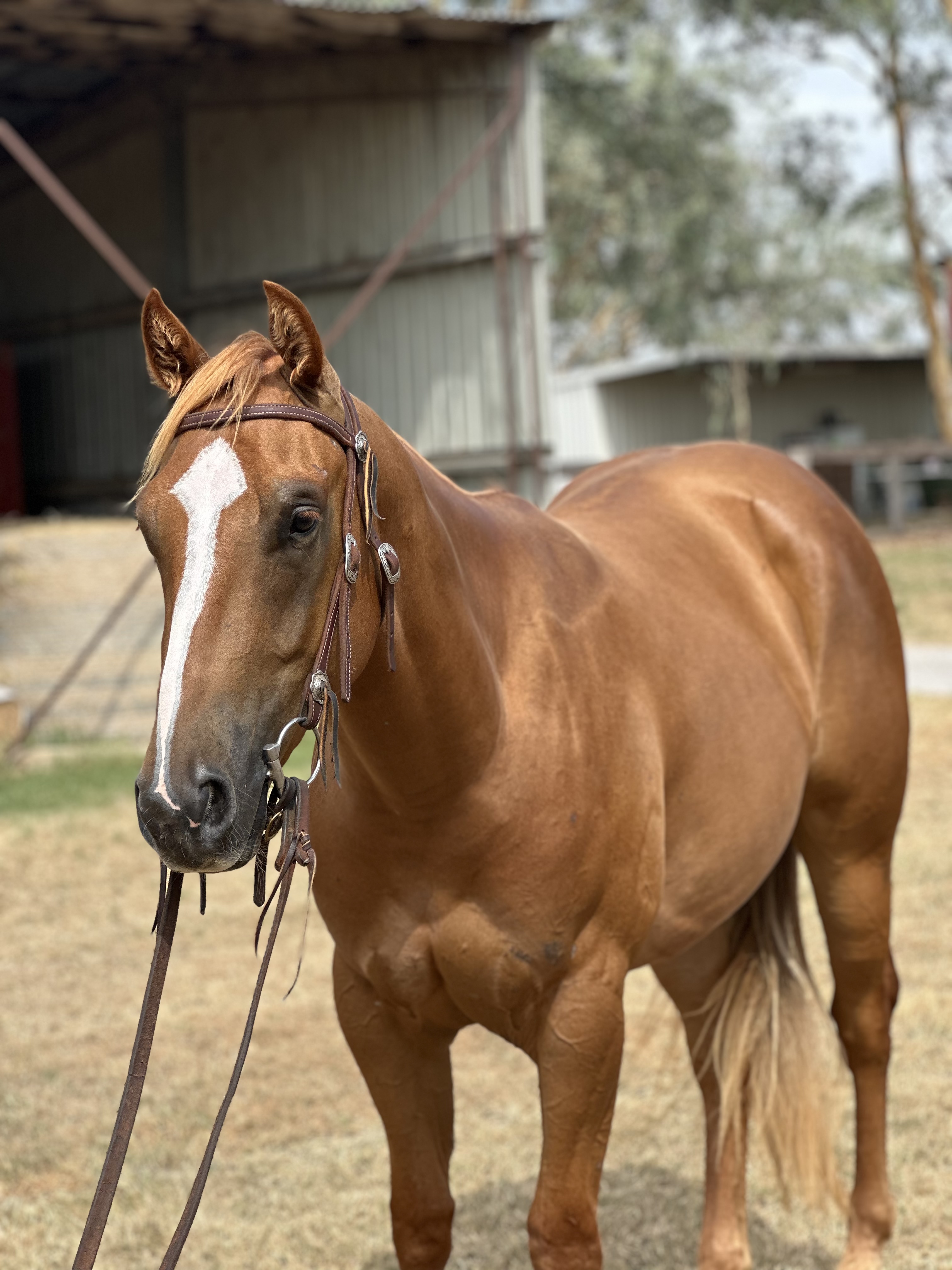 Nutrien Live - Catalogue Lot