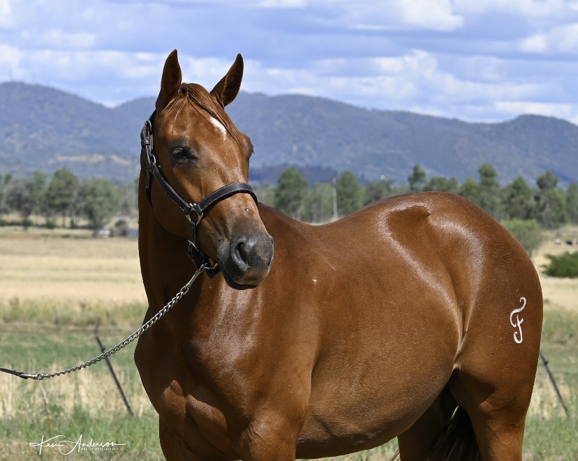 Nutrien Live - Catalogue Lot