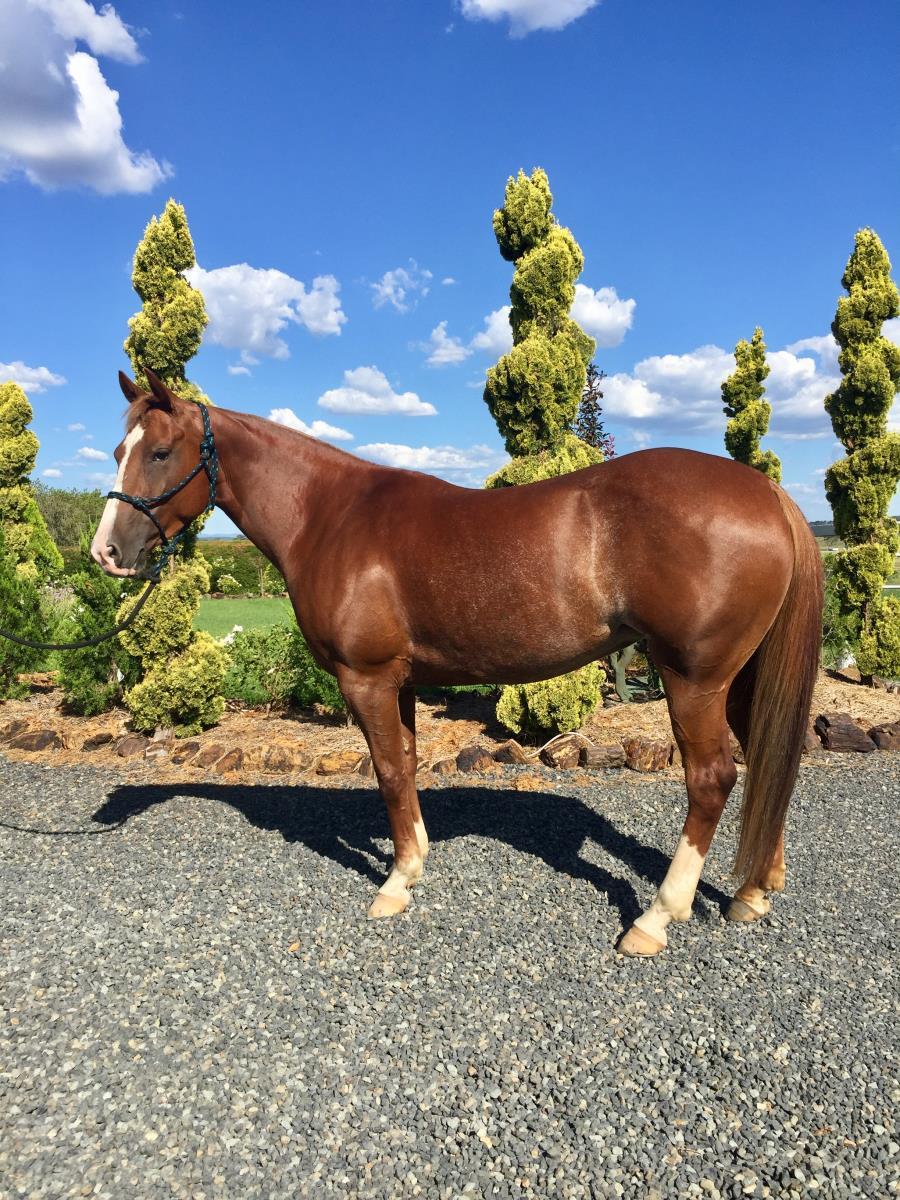 Nutrien Live - Catalogue Lot