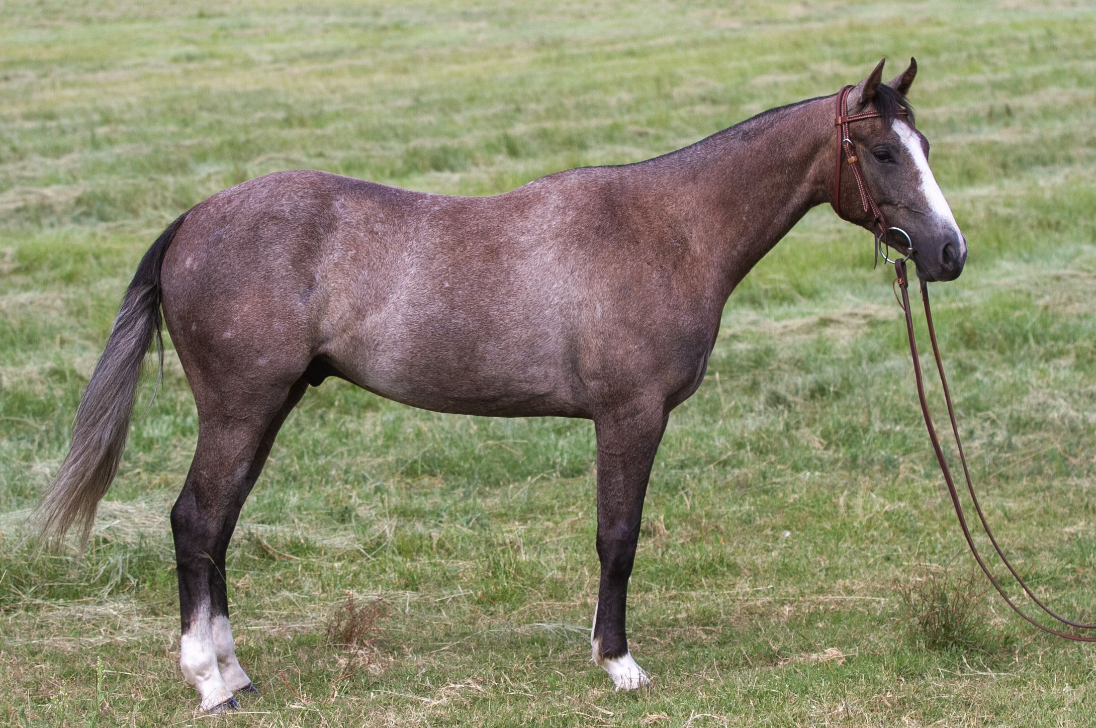 Nutrien Live - Catalogue Lot