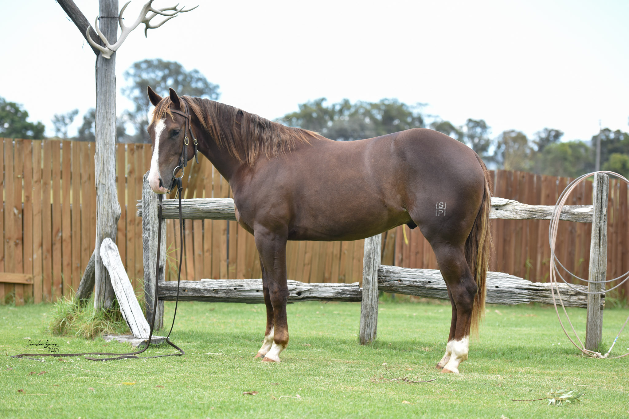 Nutrien Live - Catalogue Lot