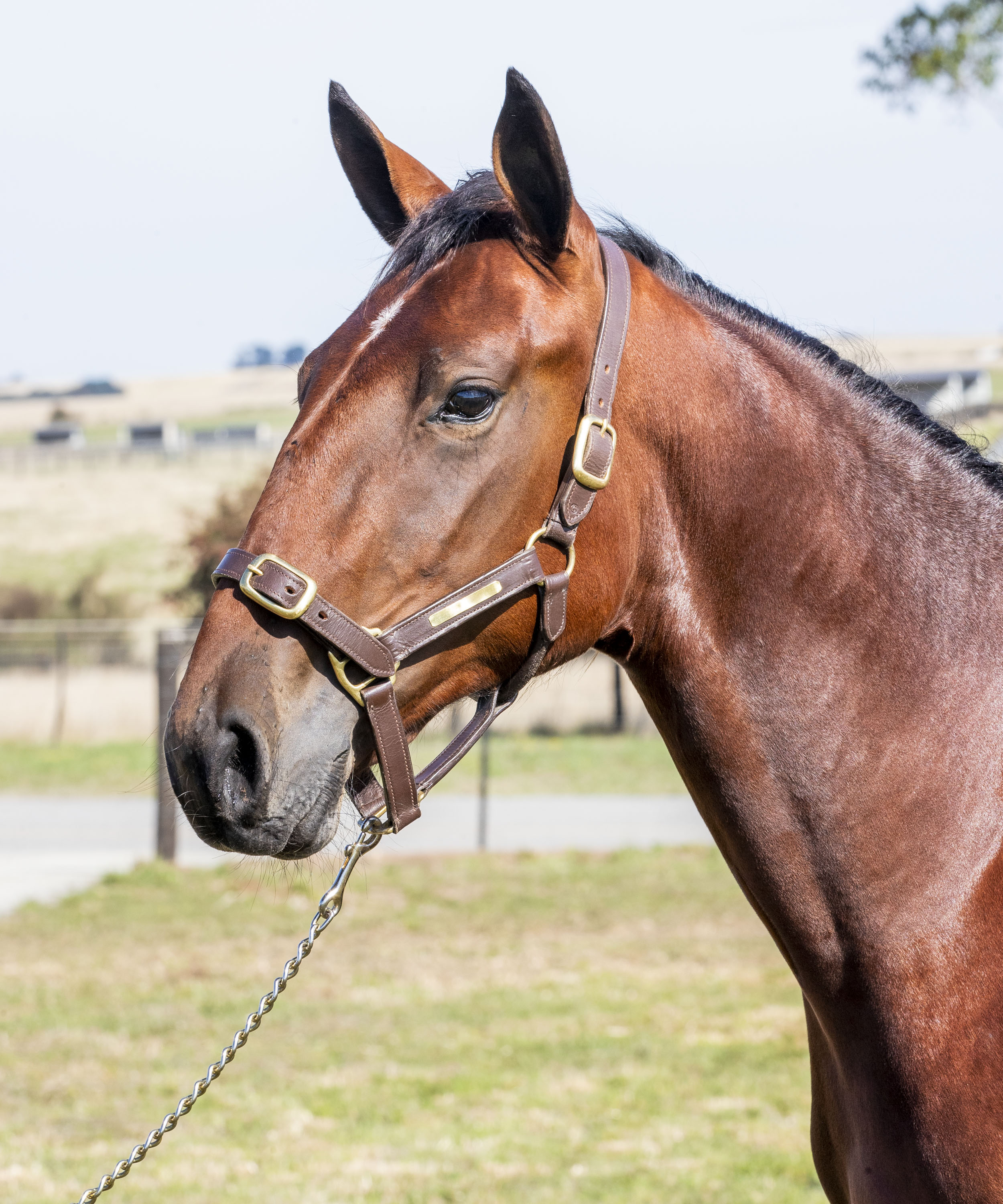 Nutrien Live - Catalogue Lot