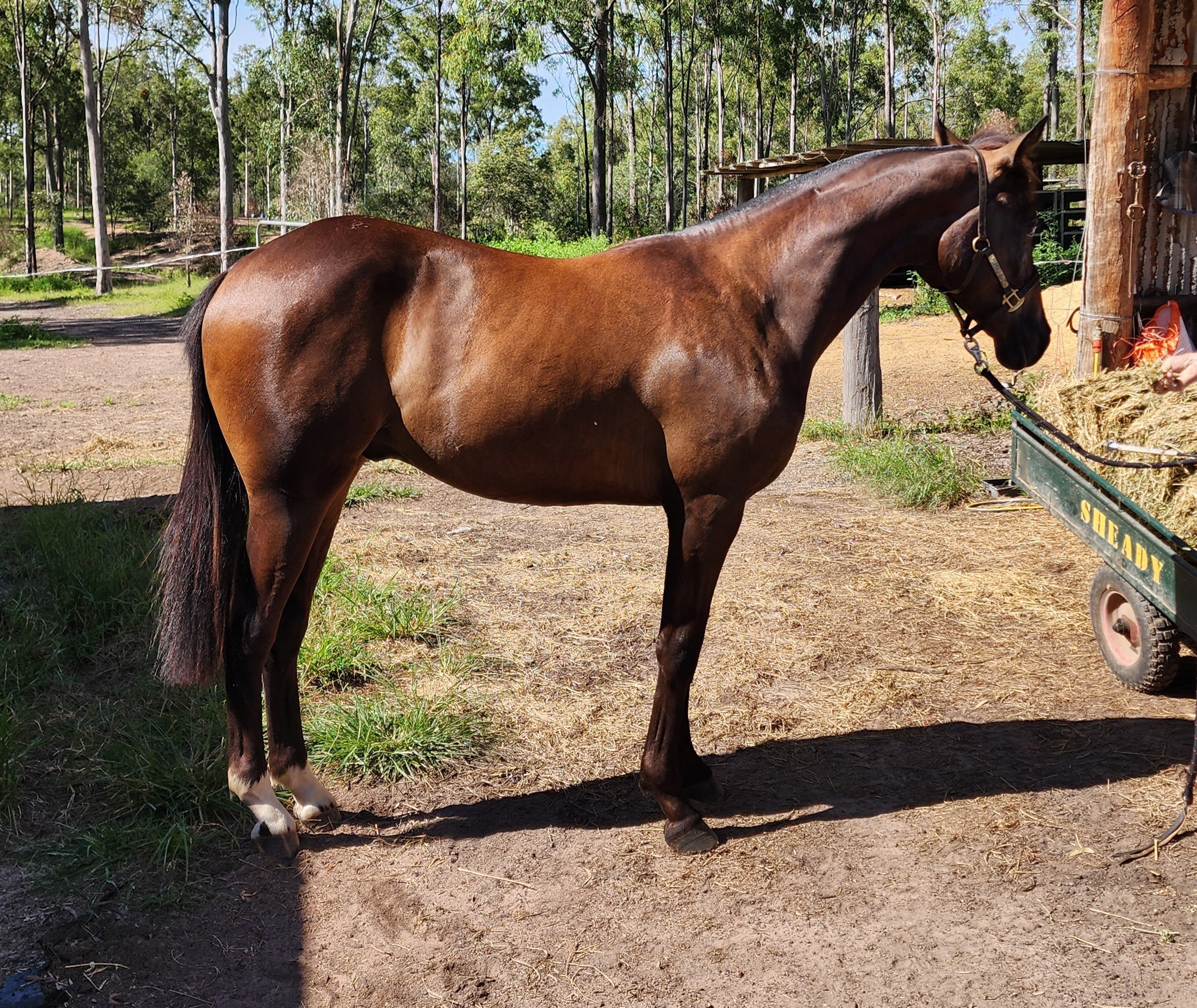 Nutrien Live - Catalogue Lot