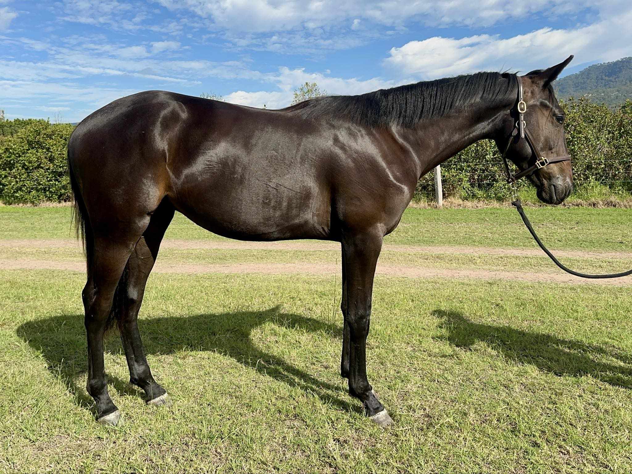 Nutrien Live - Catalogue Lot