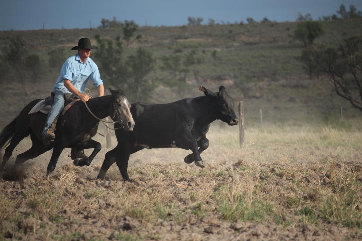 Nutrien Live - Catalogue Lot