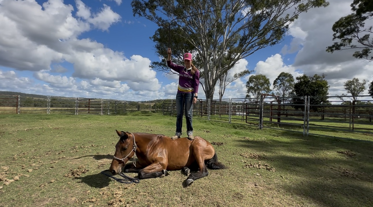 Nutrien Live - Catalogue Lot