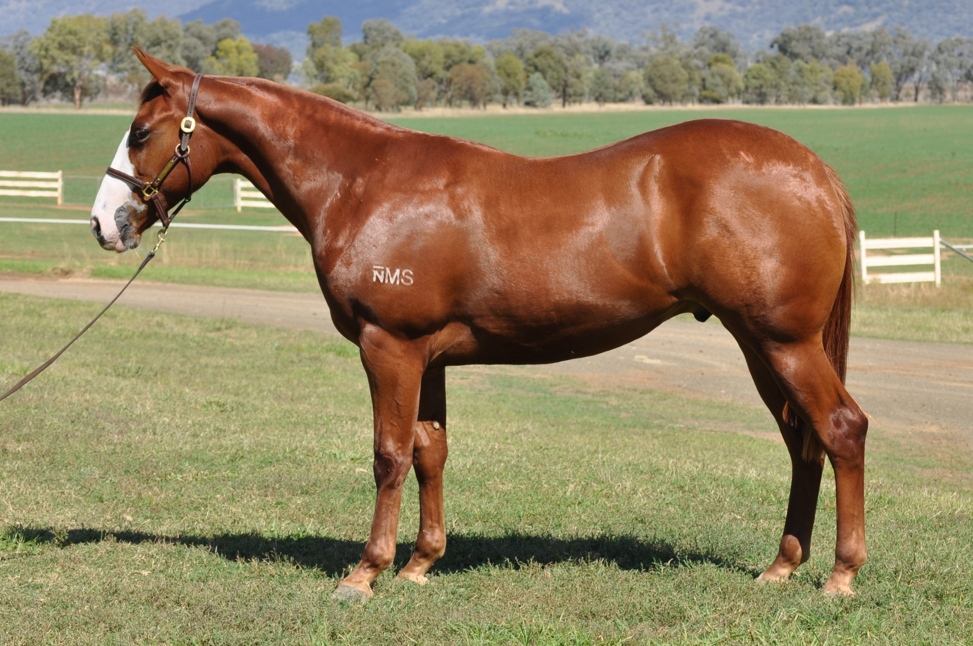 Nutrien Live - Catalogue Lot