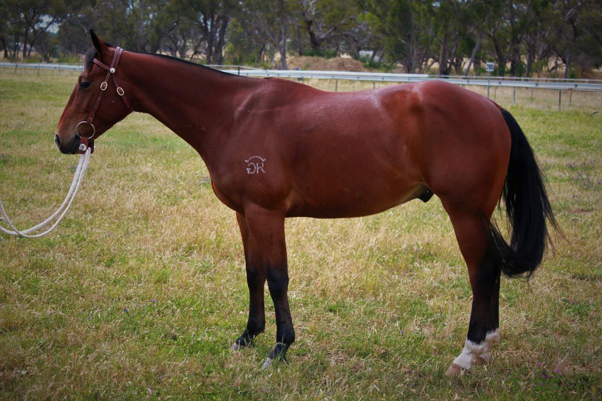 Nutrien Live - Catalogue Lot