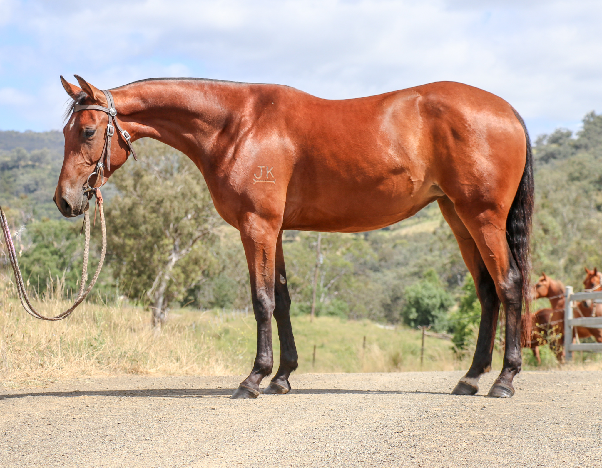 Nutrien Live - Catalogue Lot