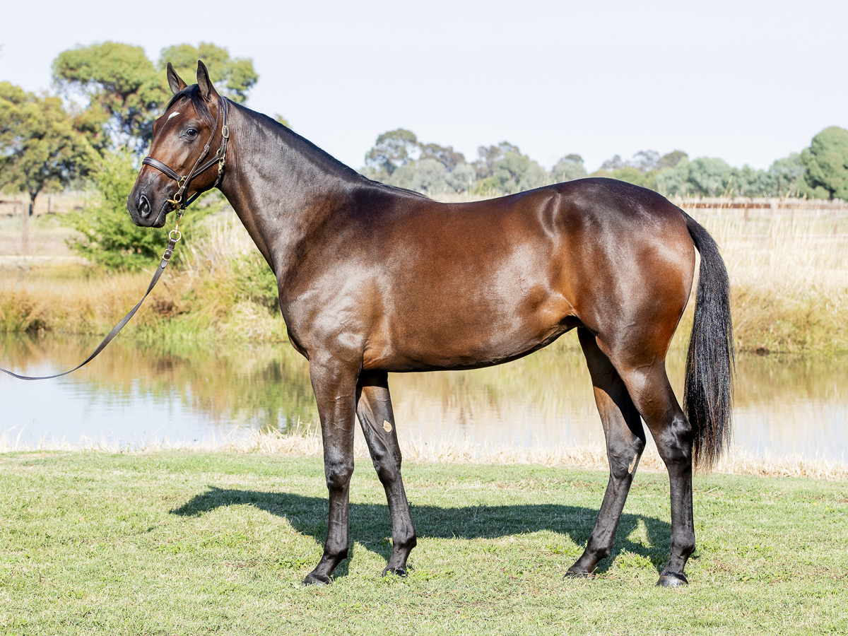 Still breeding fabulous fillies after fifty years - Harnesslink