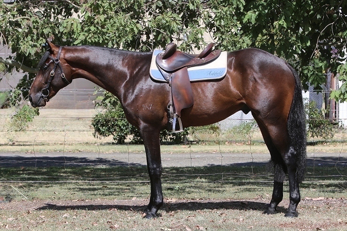 Nutrien Live - Catalogue Lot