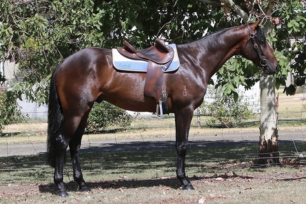 Nutrien Live - Catalogue Lot