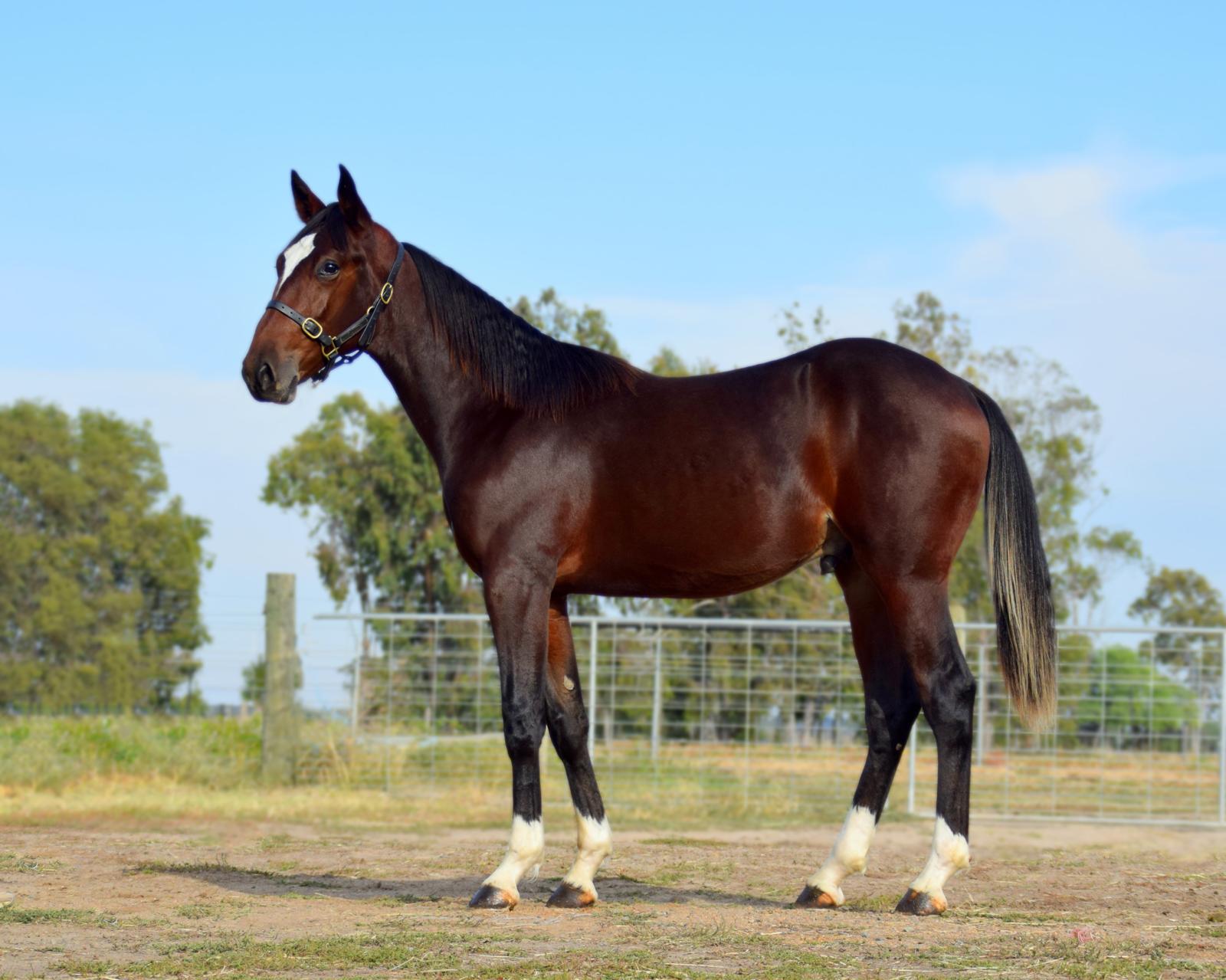 Nutrien Live - Catalogue Lot