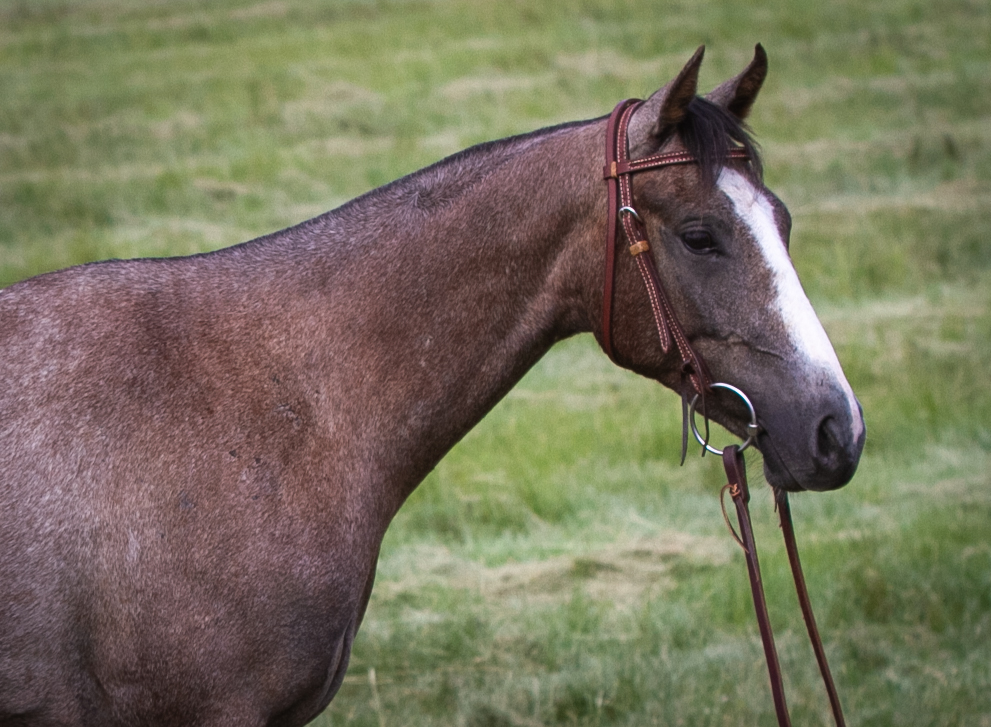 Nutrien Live - Catalogue Lot