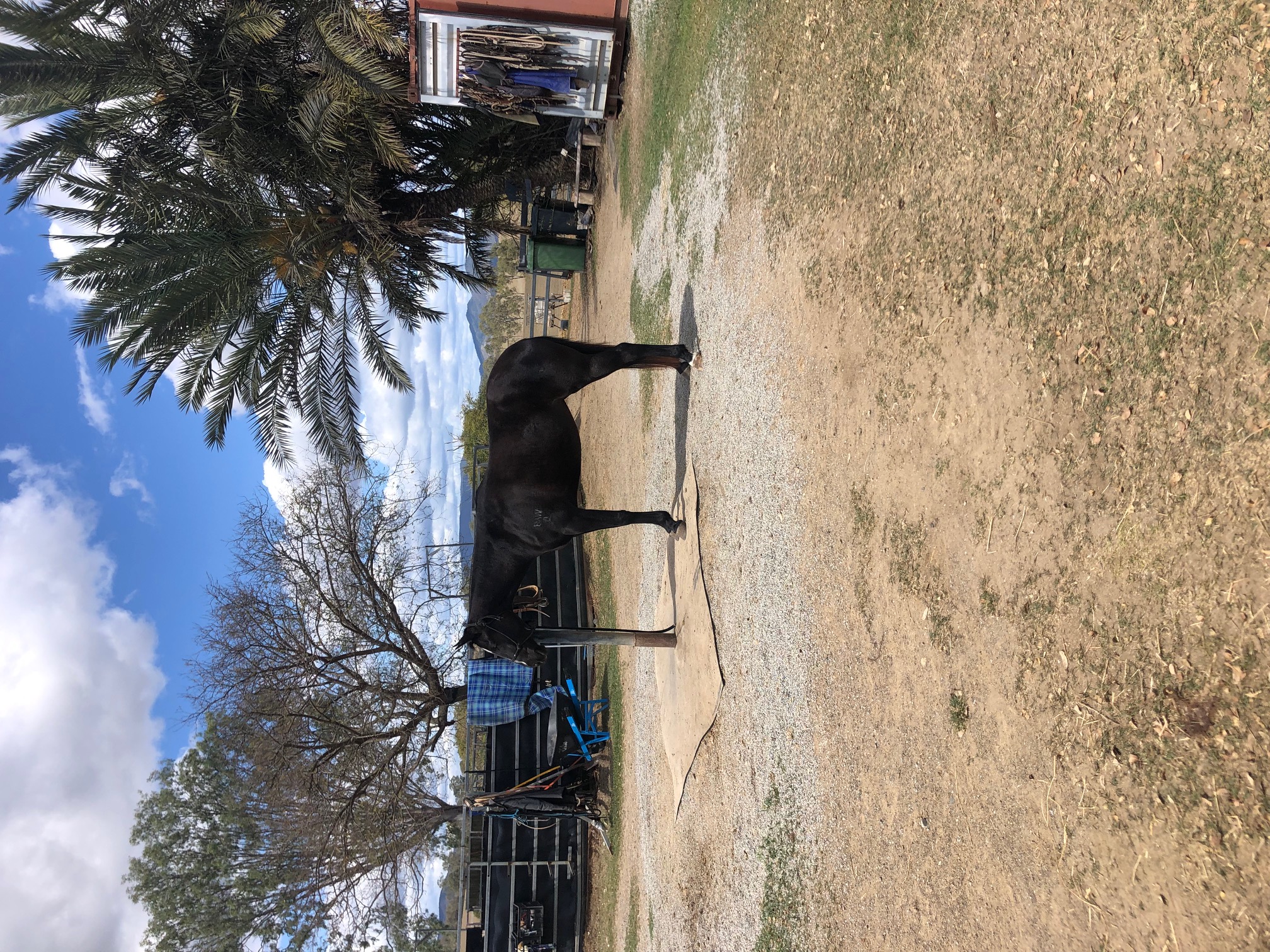 Nutrien Live - Catalogue Lot