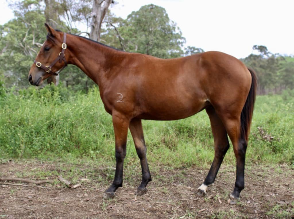 Nutrien Live - Catalogue Lot