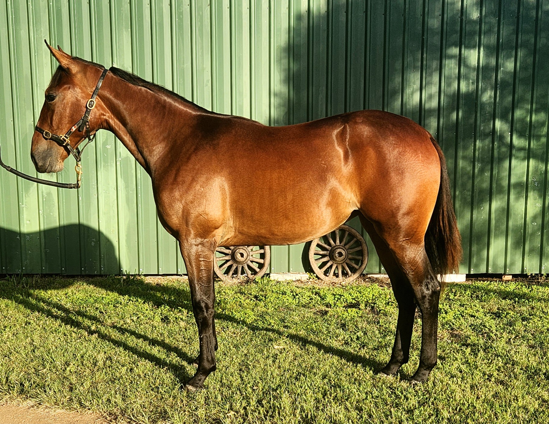 Nutrien Live - Catalogue Lot