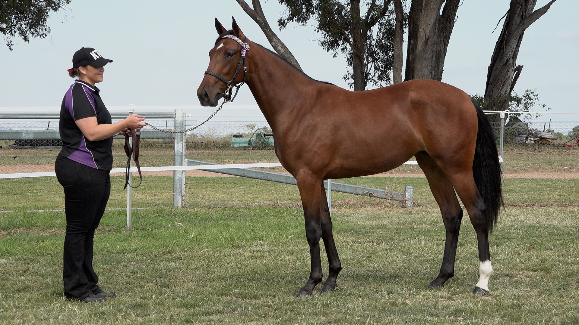 Nutrien Live - Catalogue Lot