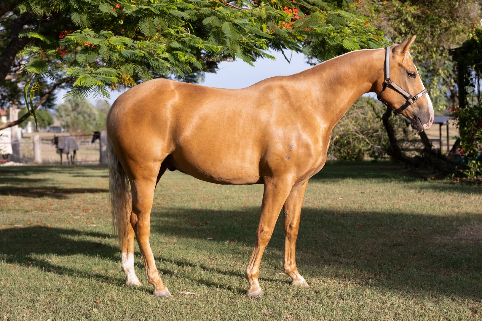 Nutrien Live - Catalogue Lot