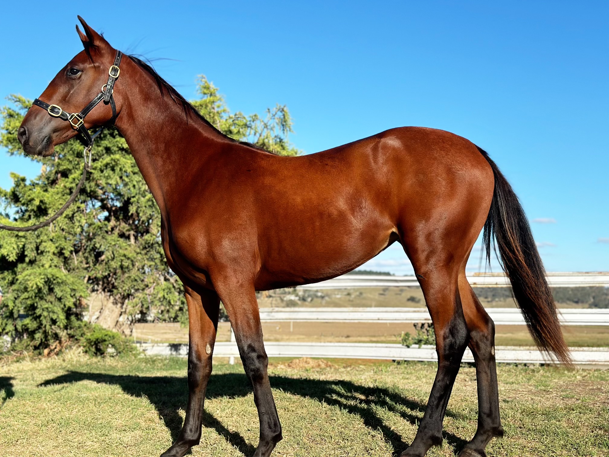 Nutrien Live - Catalogue Lot