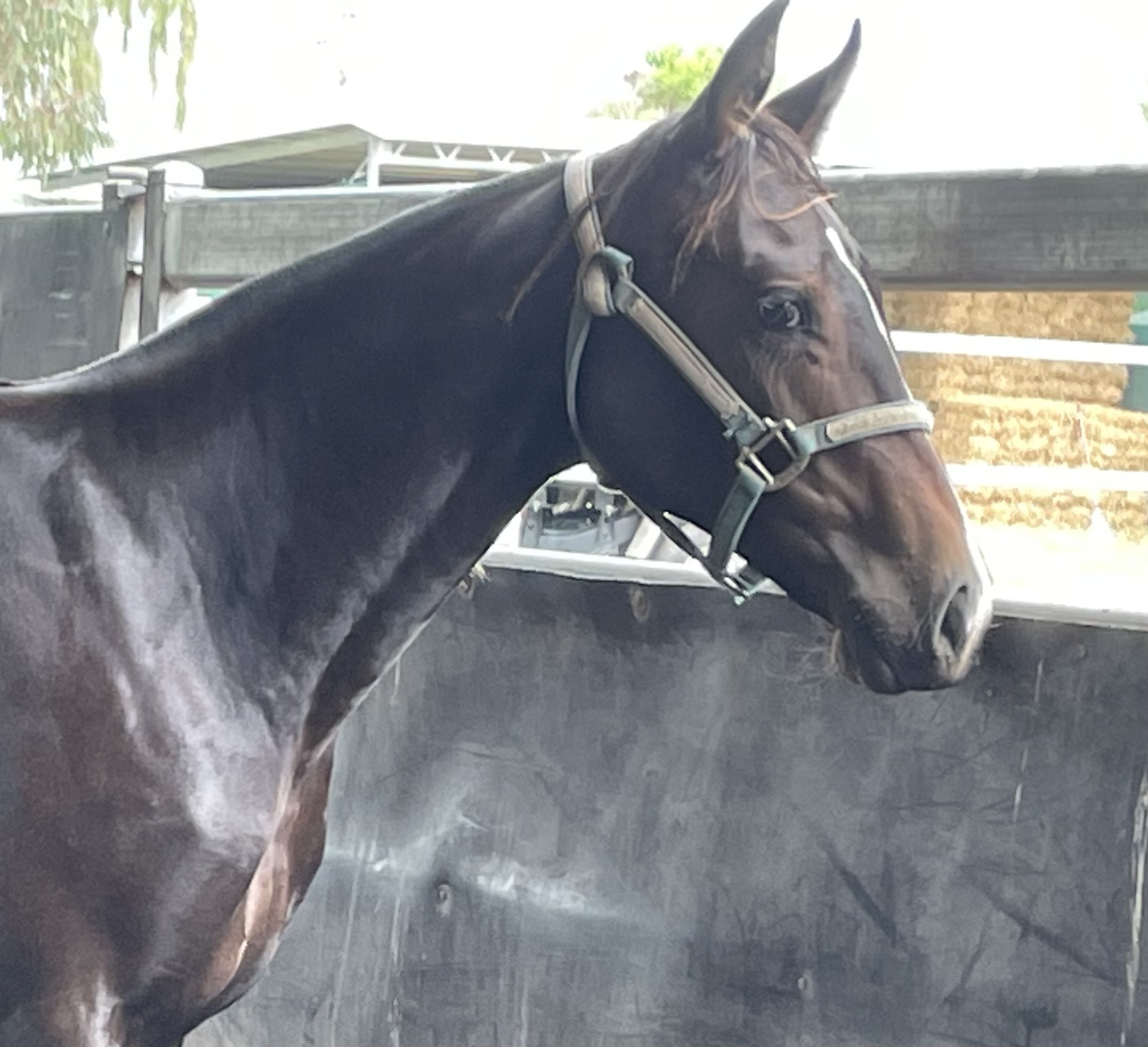 Nutrien Live - Catalogue Lot