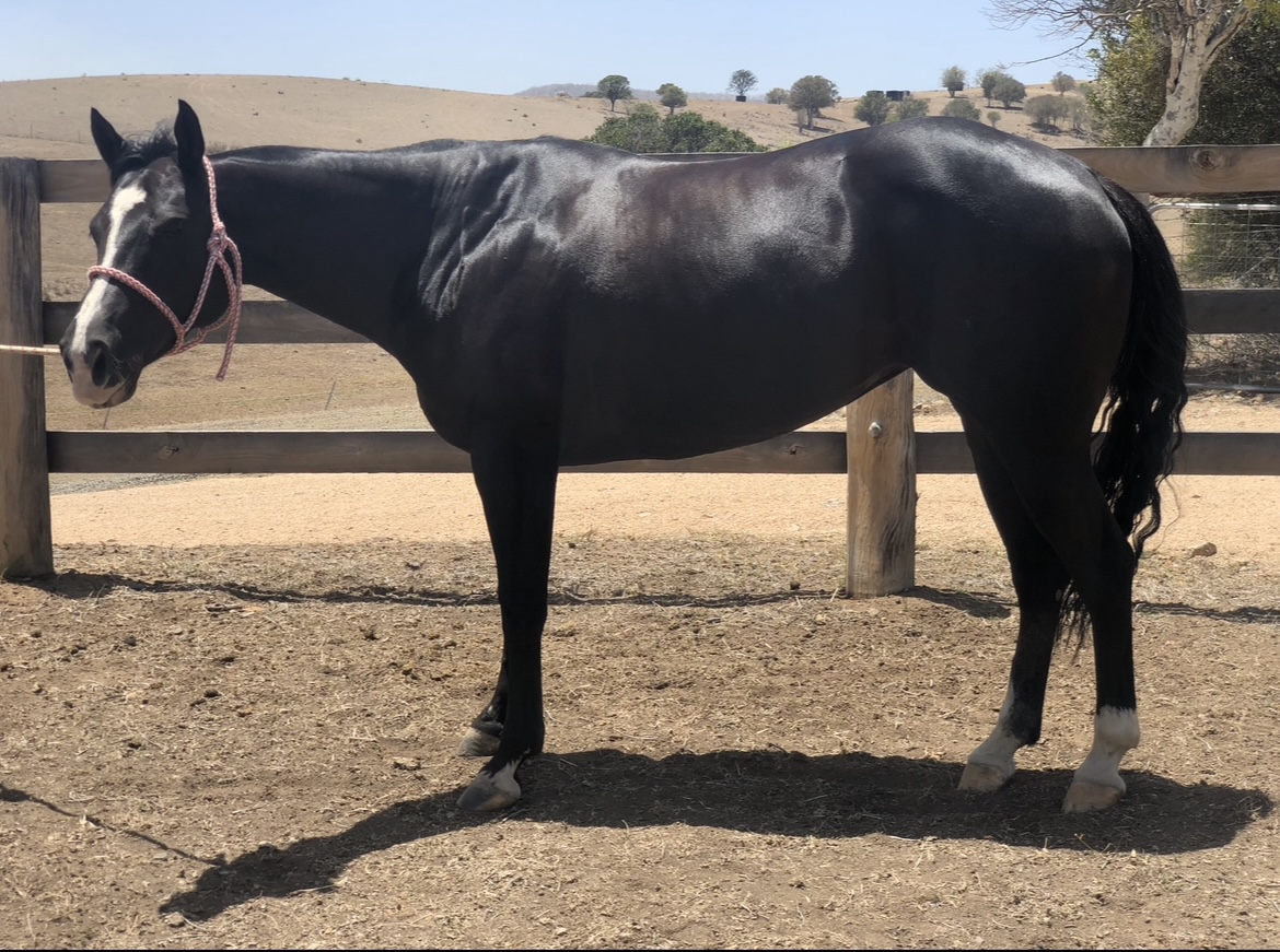 Nutrien Live - Catalogue Lot