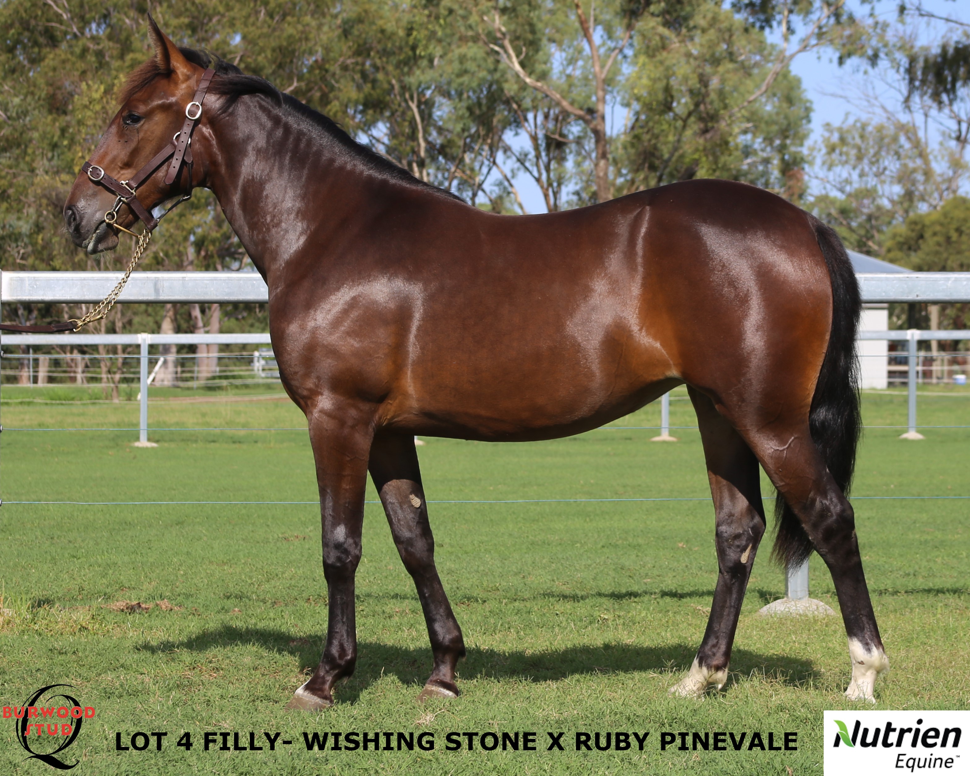 Nutrien Live - Catalogue Lot