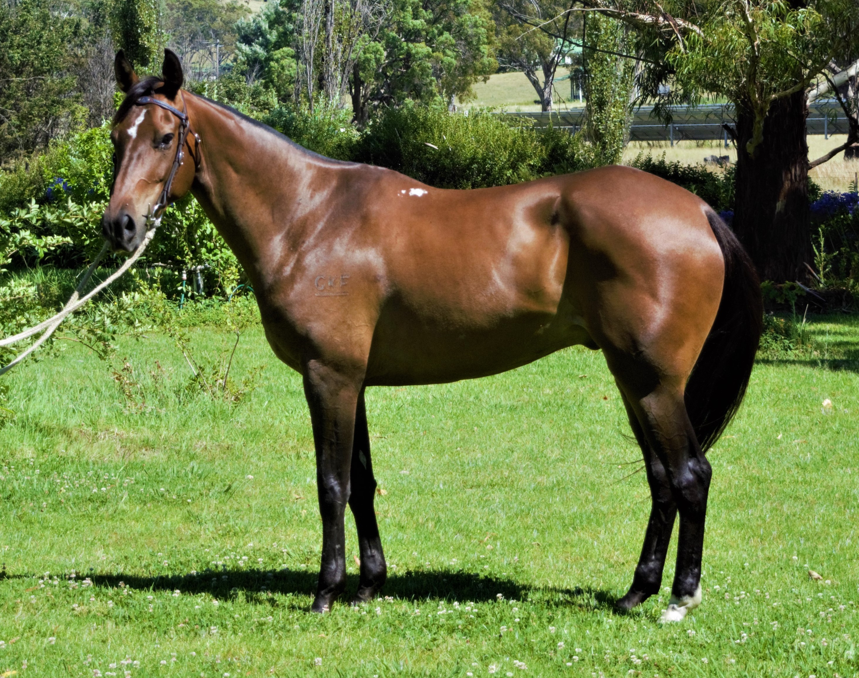 Nutrien Live - Catalogue Lot