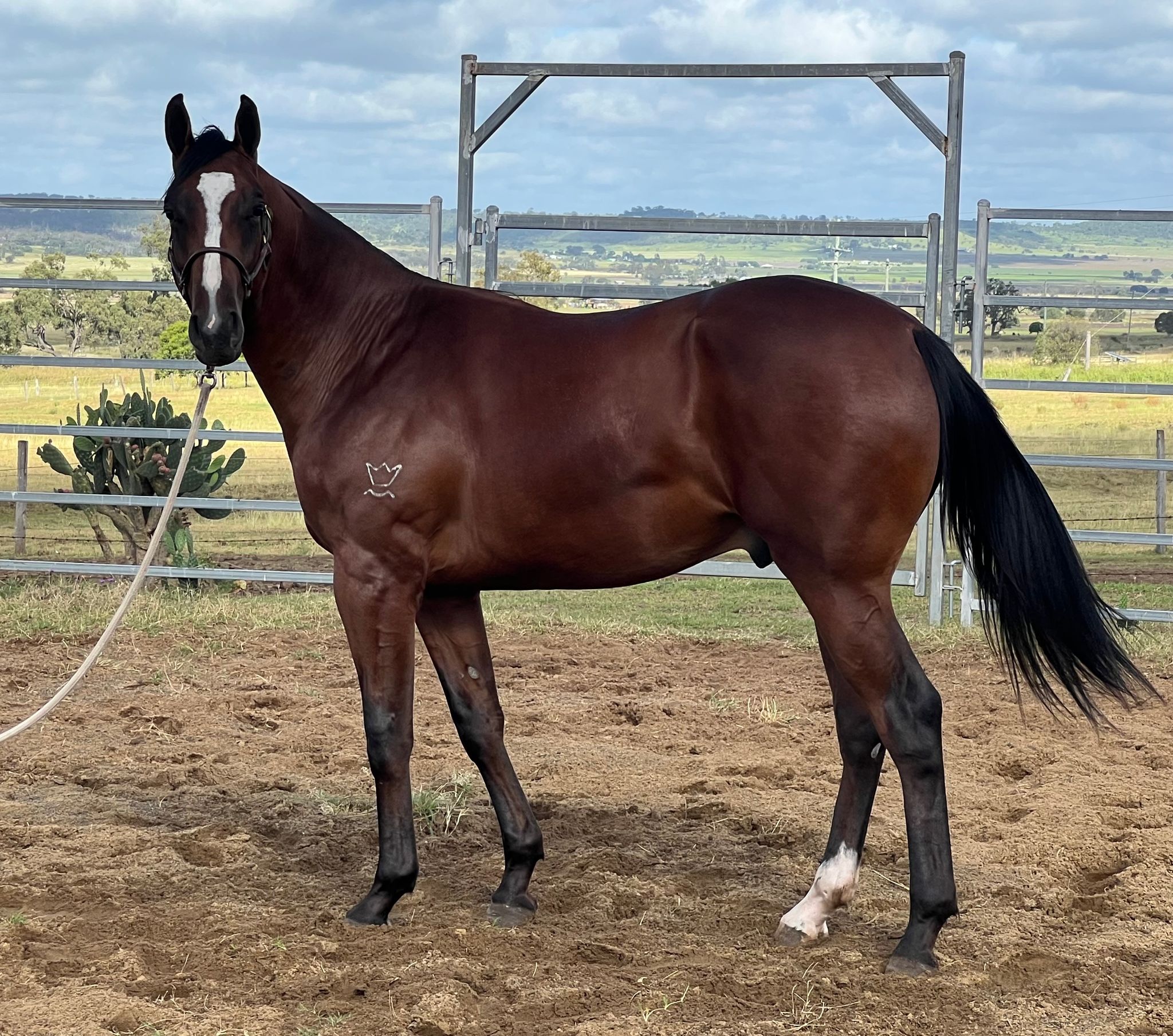 Nutrien Live - Catalogue Lot