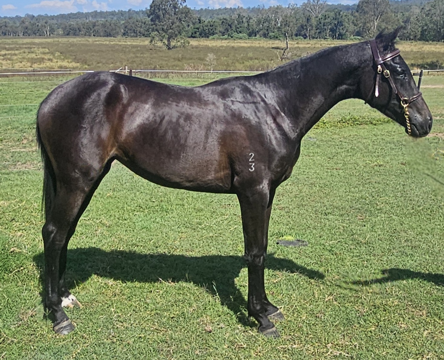 Nutrien Live - Catalogue Lot