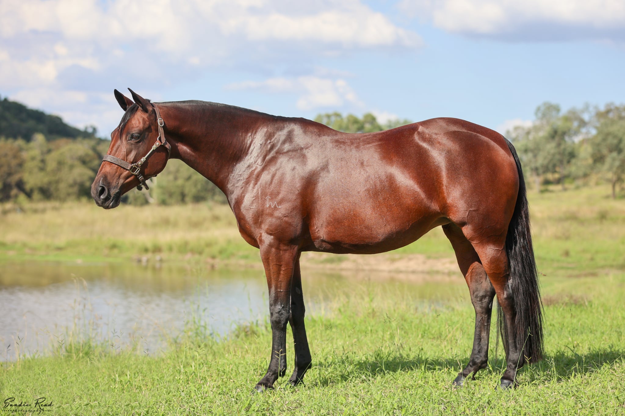 Nutrien Live - Catalogue Lot