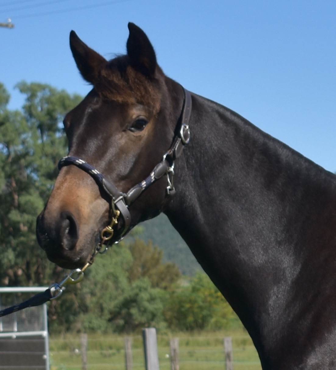 Nutrien Live - Catalogue Lot