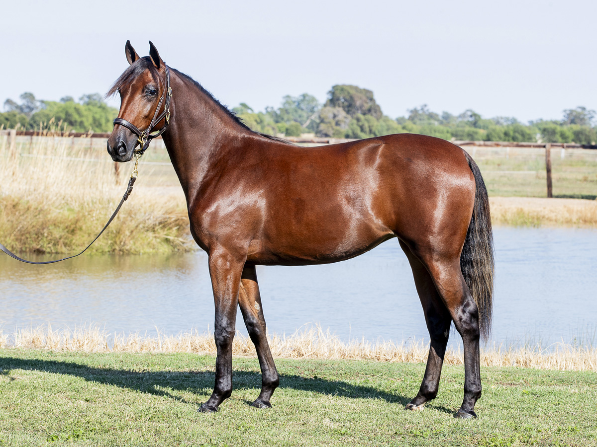 Still breeding fabulous fillies after fifty years - Harnesslink