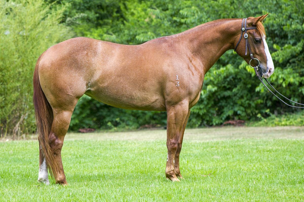 Nutrien Live - Catalogue Lot