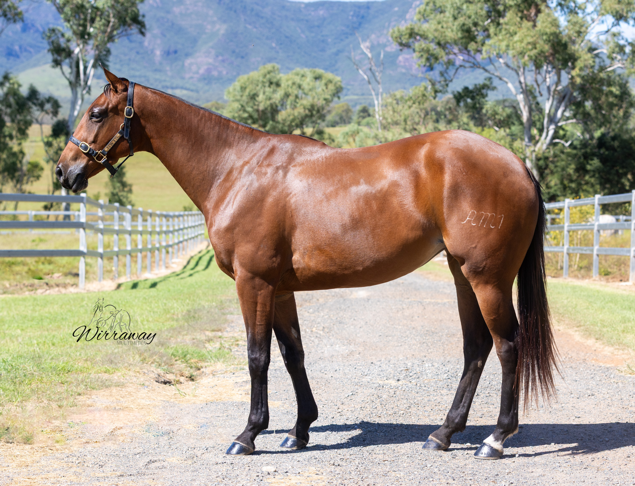 Nutrien Live - Catalogue Lot