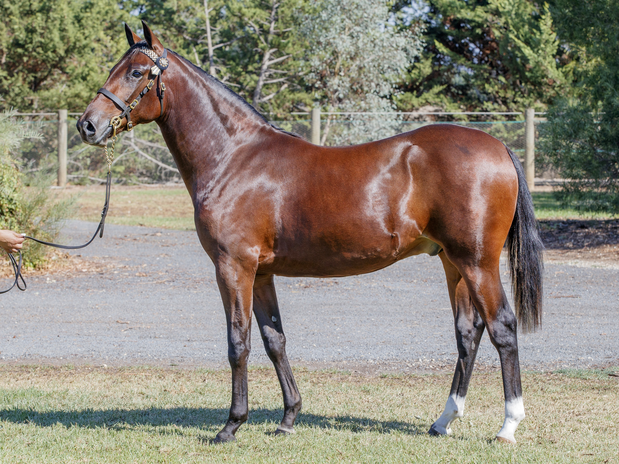 Nutrien Live - Catalogue Lot