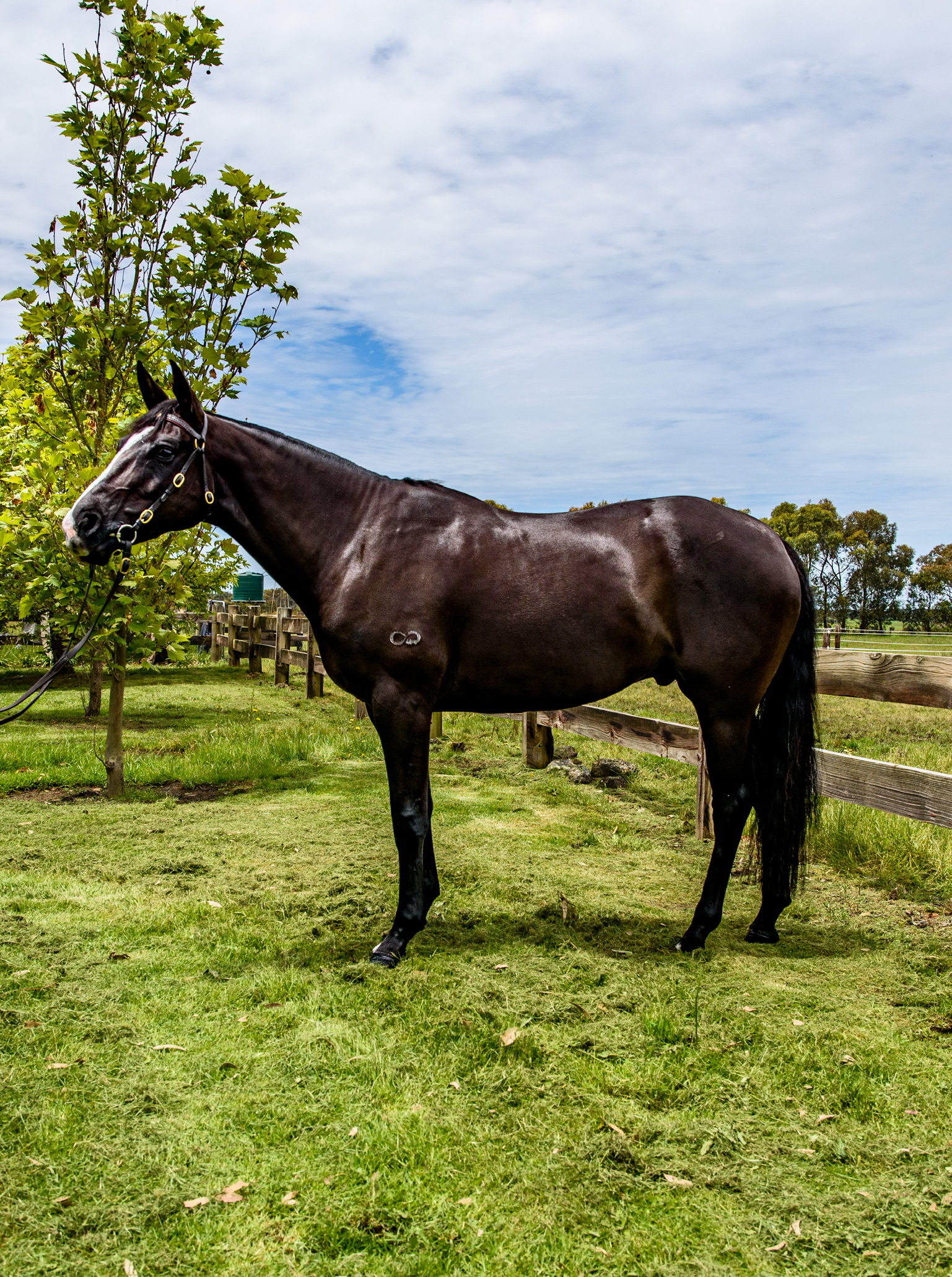 Nutrien Live - Catalogue Lot